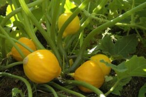 38 Delicious Types of Squash: Best Varieties for Your Garden