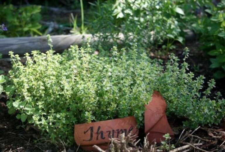 18 Incredible Broken Pot Ideas For Garden That Enchant