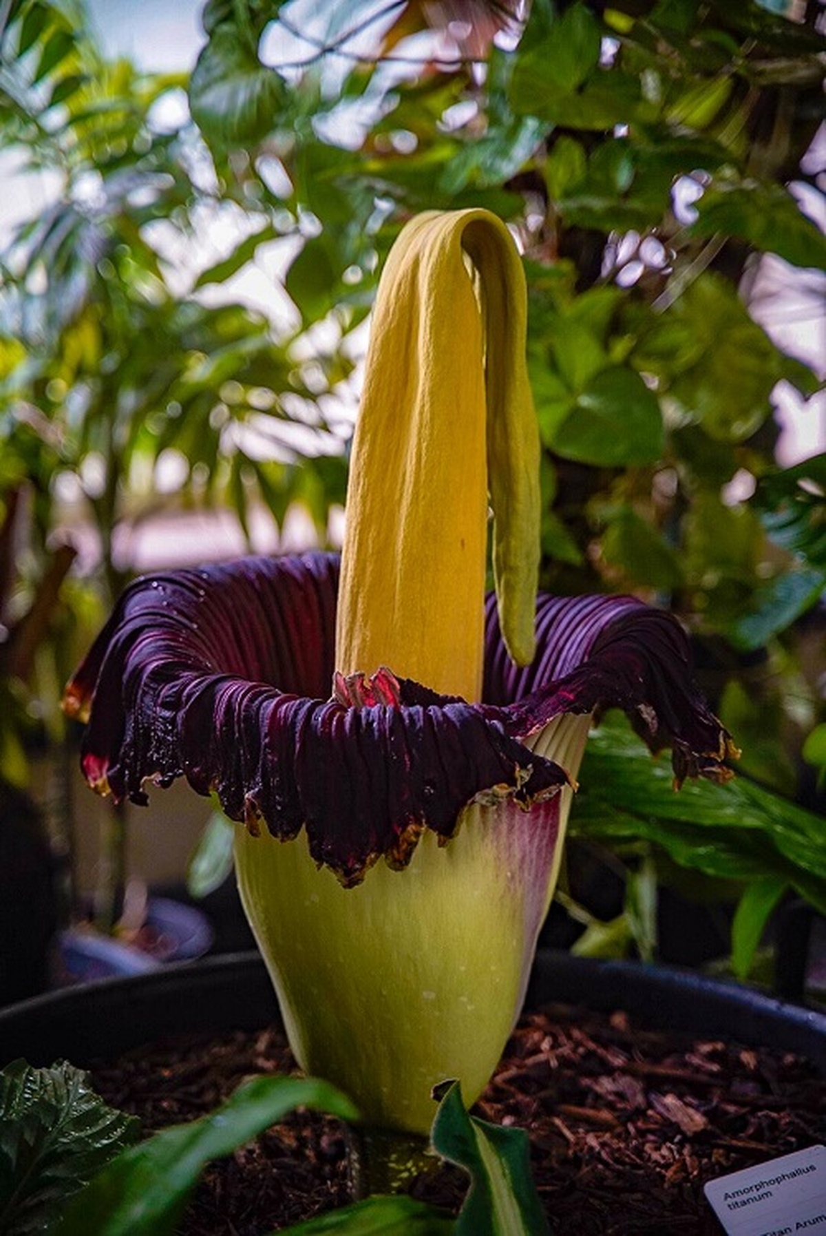 12 Bone-Chilling Scary Flowers That Make Us Cringe