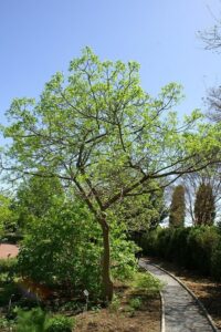 40 Enchanting Trees that Start With T to Explore