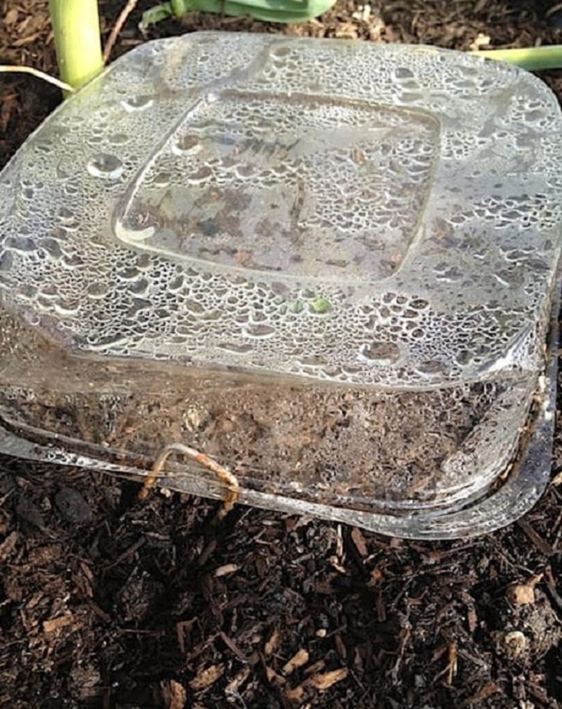 18 Amazing DIY Garden Cloche Ideas for Plant Protection
