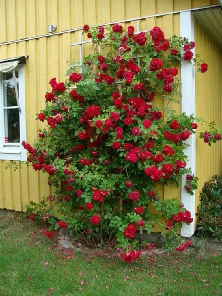 26 Beautiful DIY Rose Trellis Ideas for Your Garden
