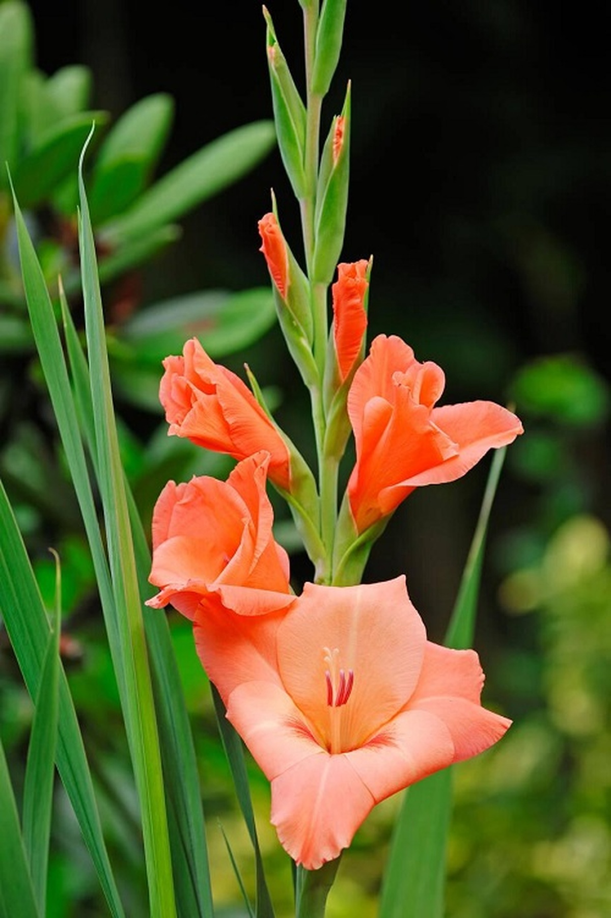 12 Stunning Peach Color Flowers to Brighten Your Garden