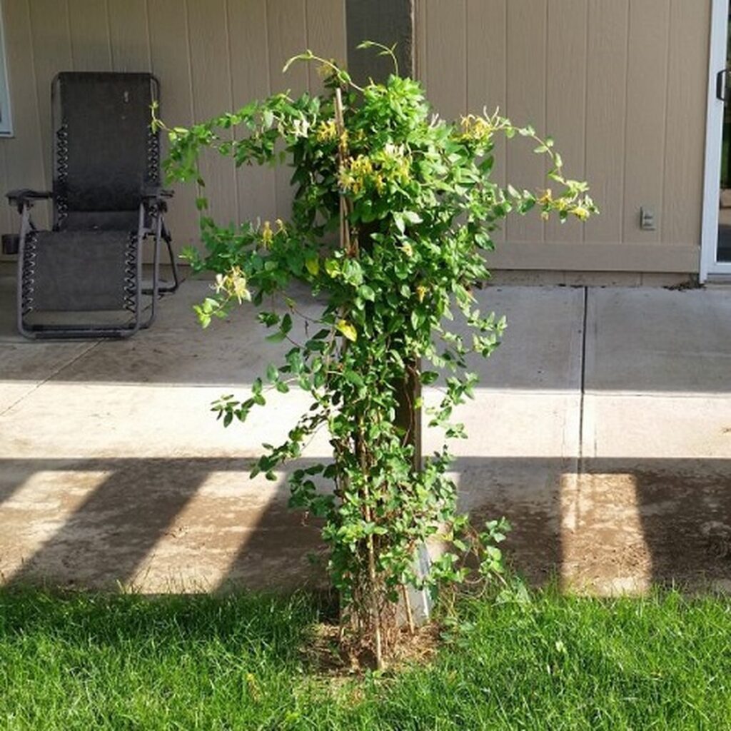 16 Vines That Can Grow on Trees: Find Your Perfect Match