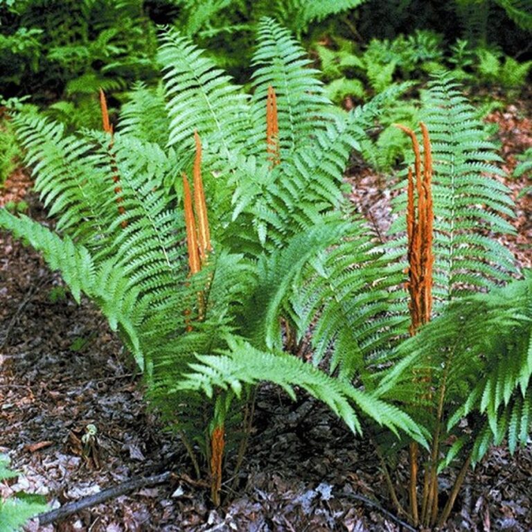 22 Stunning Evergreen Ferns For A Lush Garden Year-Round