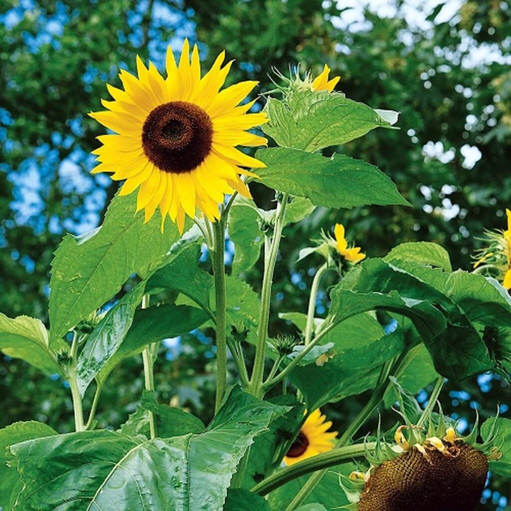15 Stunning Giant Sunflower Varieties for Your Dream Garden