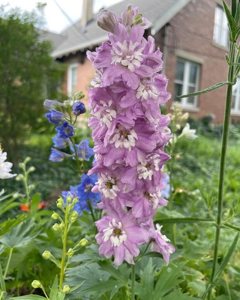 20 Stunning Delphinium Varieties That Will Brighten Your Garden