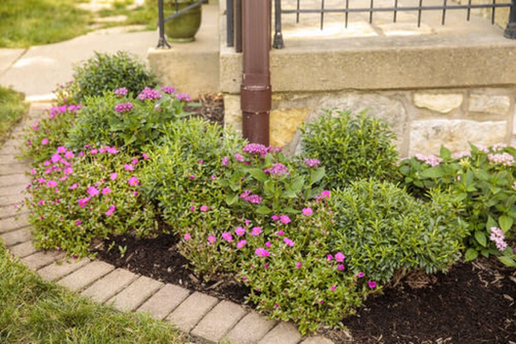 48 Stunning Maryland Native Plants List for Your Garden Dream