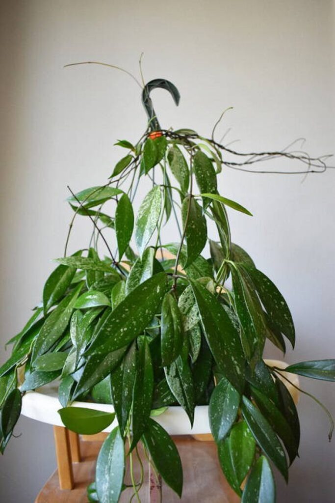 32 Amazing Hoya Plant Ideas to Display Them in Style!