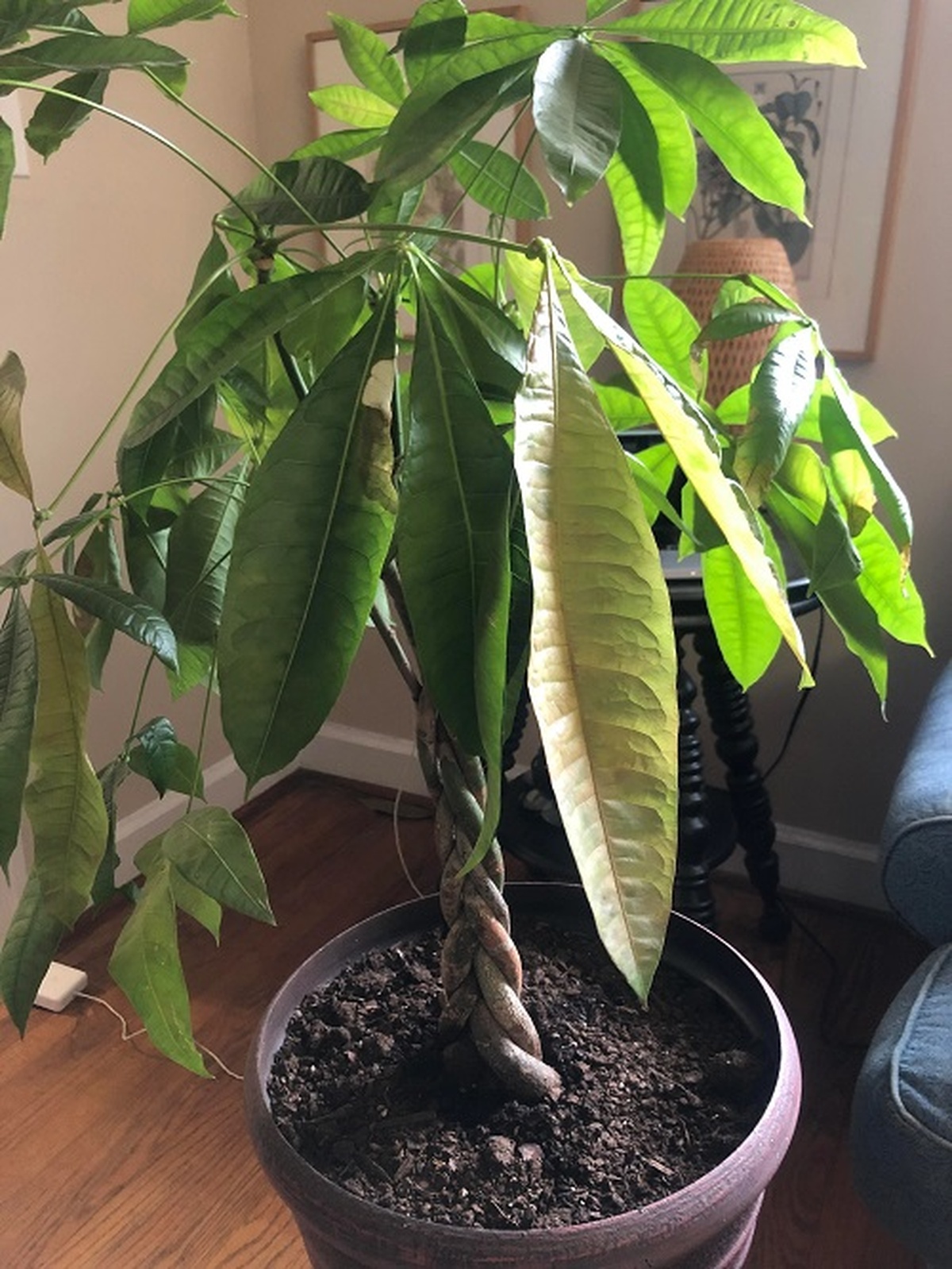 10 Shocking Reasons Your Money Tree Leaves Turning Yellow (And Easy Fixes)