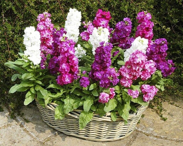 22 Beautiful Cone Shaped Flowers That Brighten Any Garden