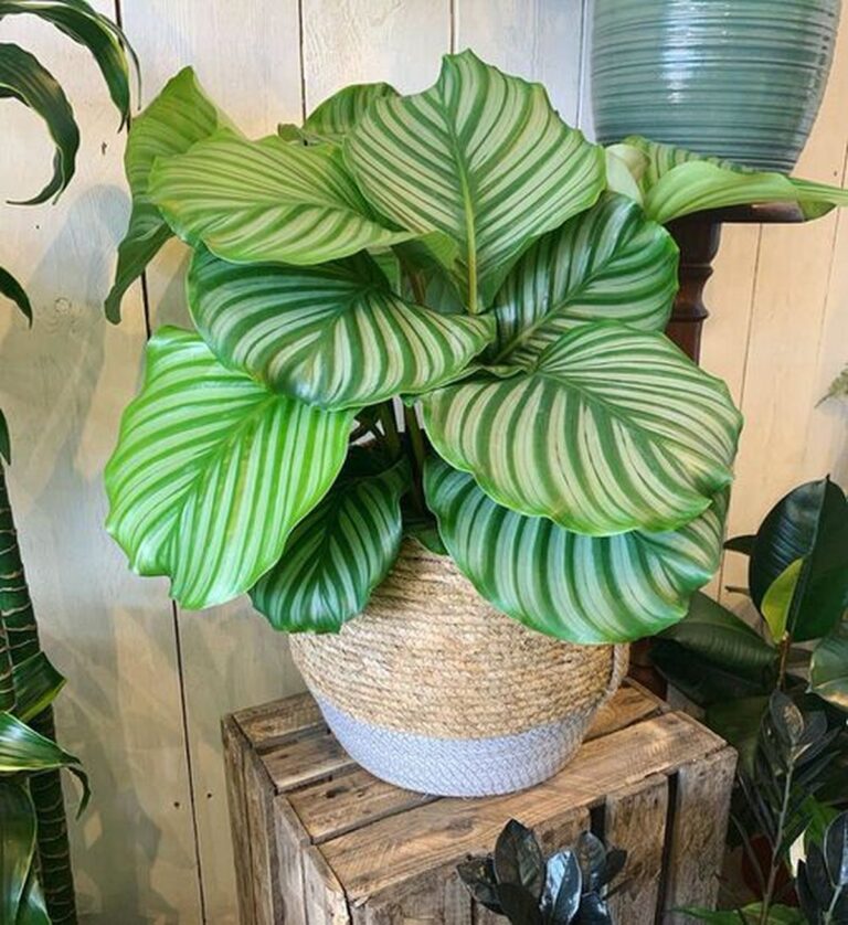 19 Stunning Indoor Plants with White Striped Leaves to Adore