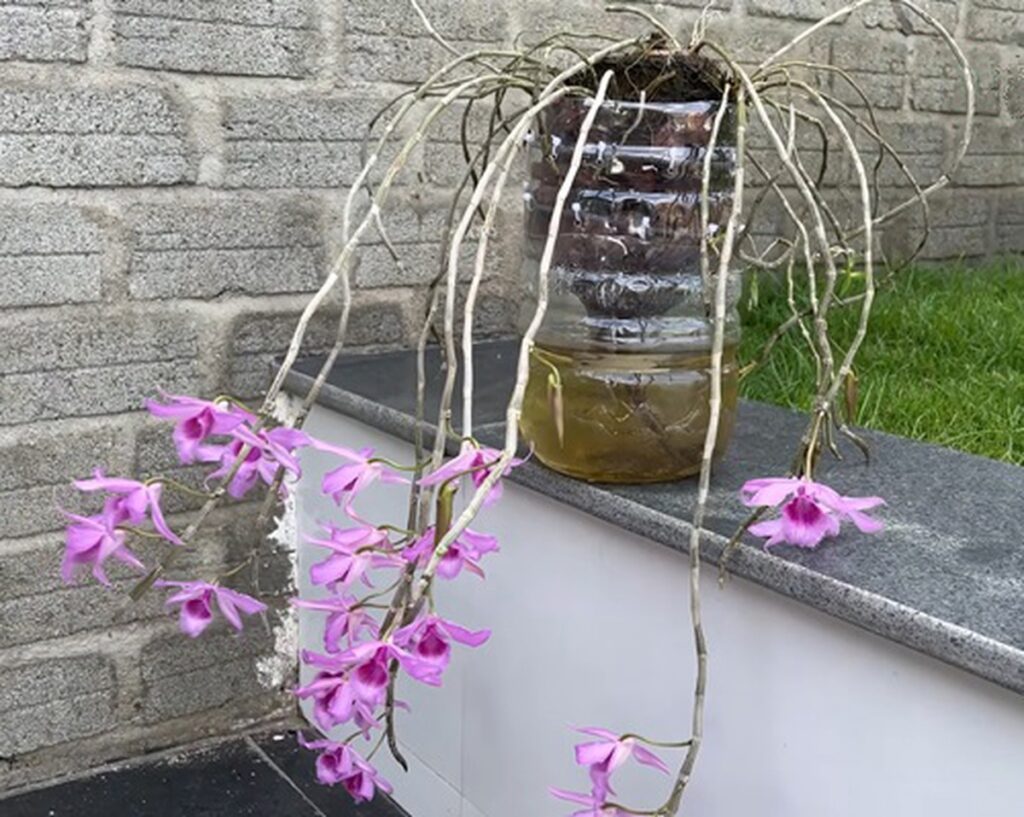 20 Stunning DIY Orchid Pot Ideas to Brighten Your Home