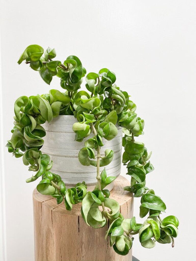 32 Amazing Hoya Plant Ideas to Display Them in Style!