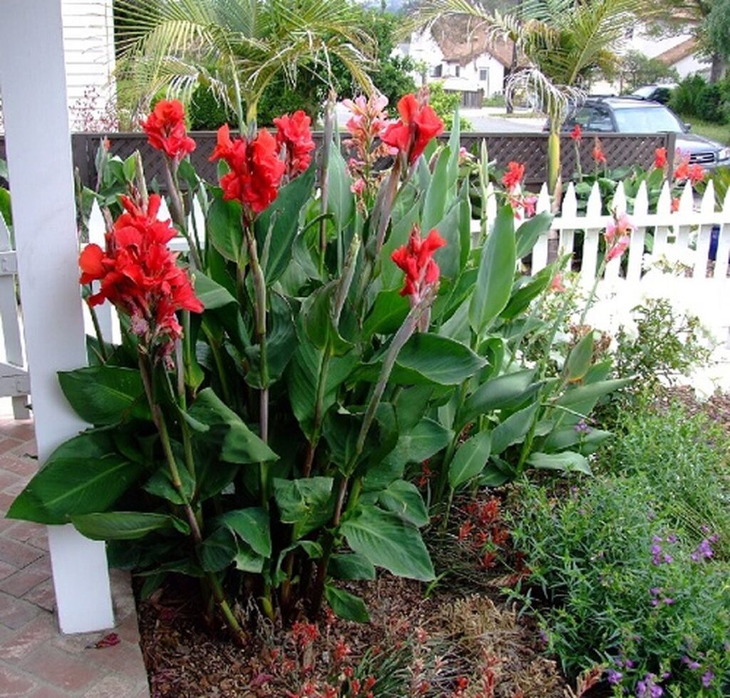 17 Stunning Tall Canna Lily Varieties - How Giant Can They Grow?
