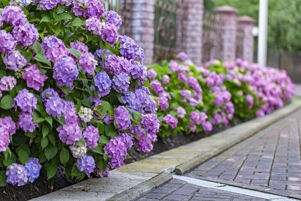 41 Beautiful Plants For Walkways That Charm Visitors