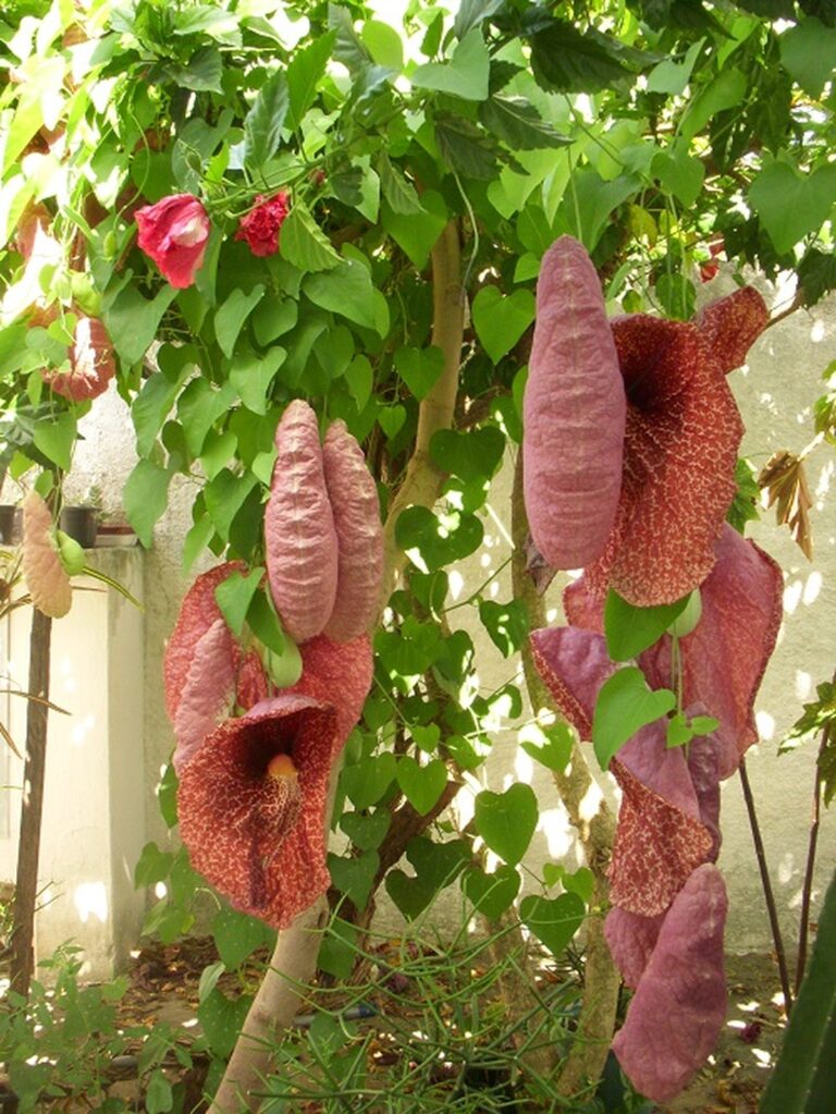 21 Beautiful Brazilian Flowers That Brighten Any Garden