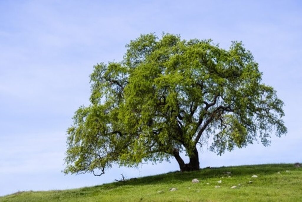 50 Stunning Types of Oak Trees for Your Dream Landscape