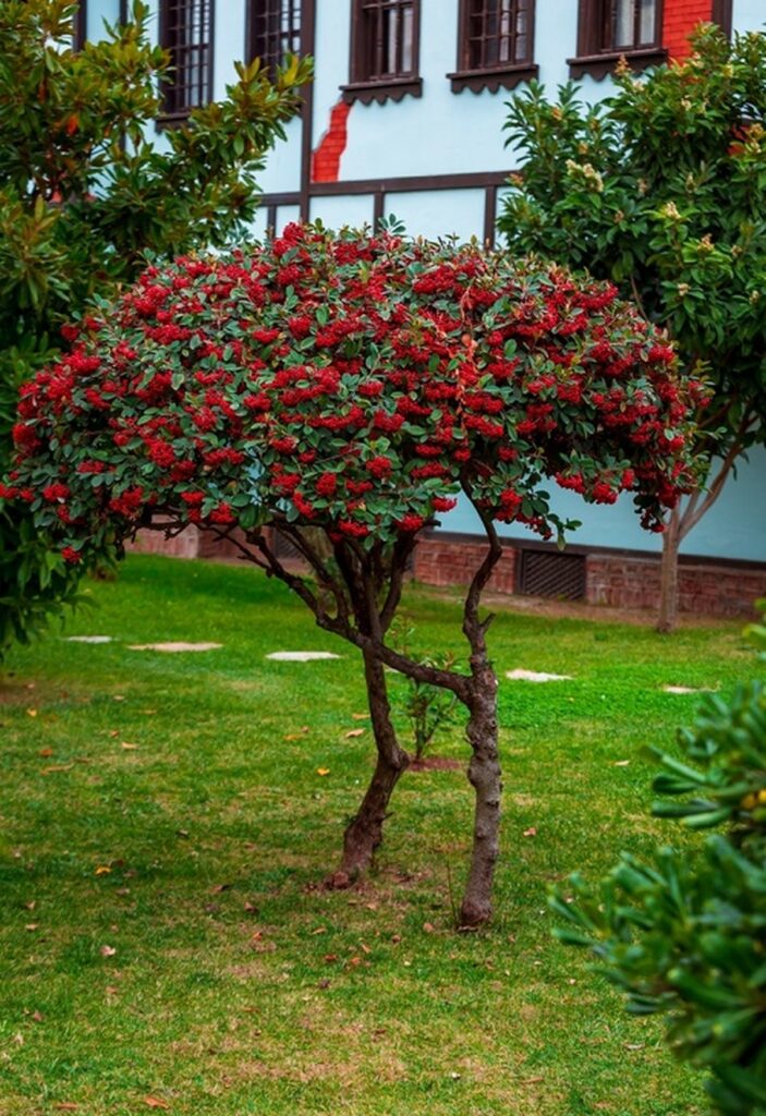 23 Stunning Trees with Red Berries for a Vibrant Garden