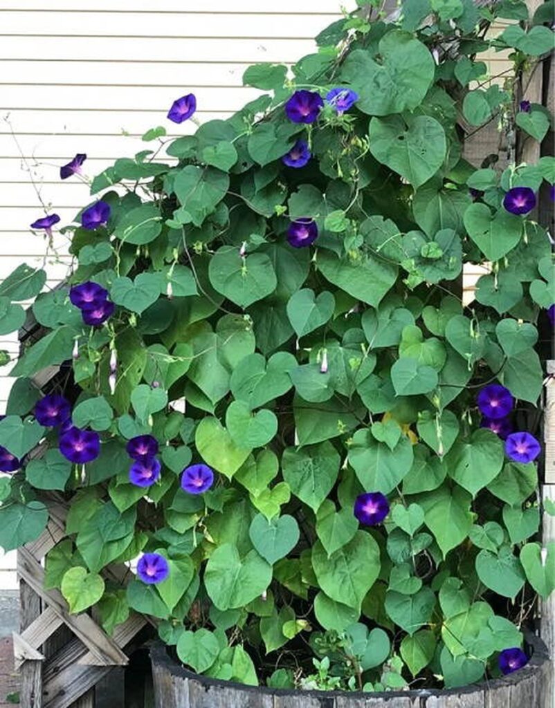 17 Charming Vines with Purple Flowers & Purple Flowering Climbers