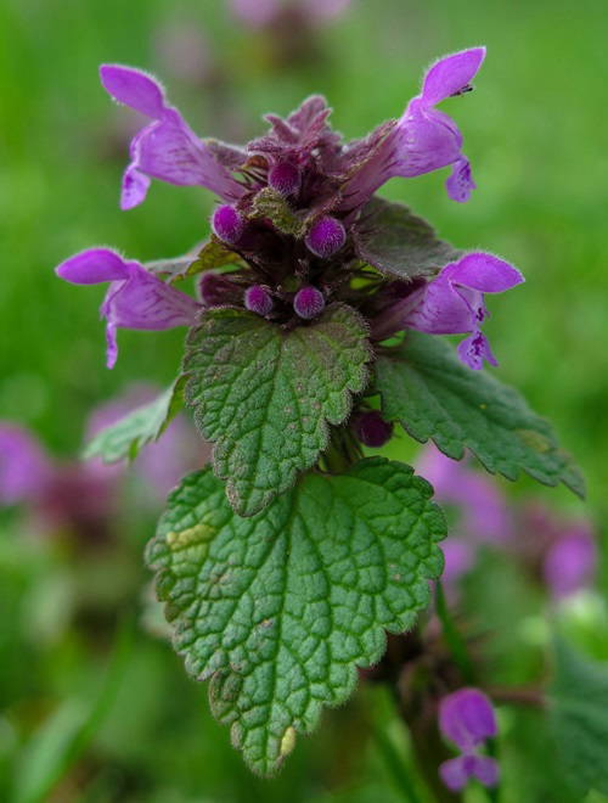 13 Surprising Plants That Look Just Like Mint But Aren't