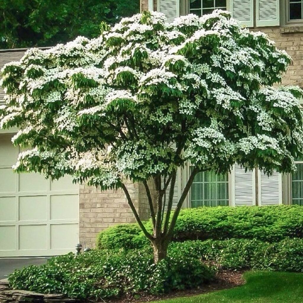 26 Stunning Dogwood Tree Varieties to Brighten Your Garden
