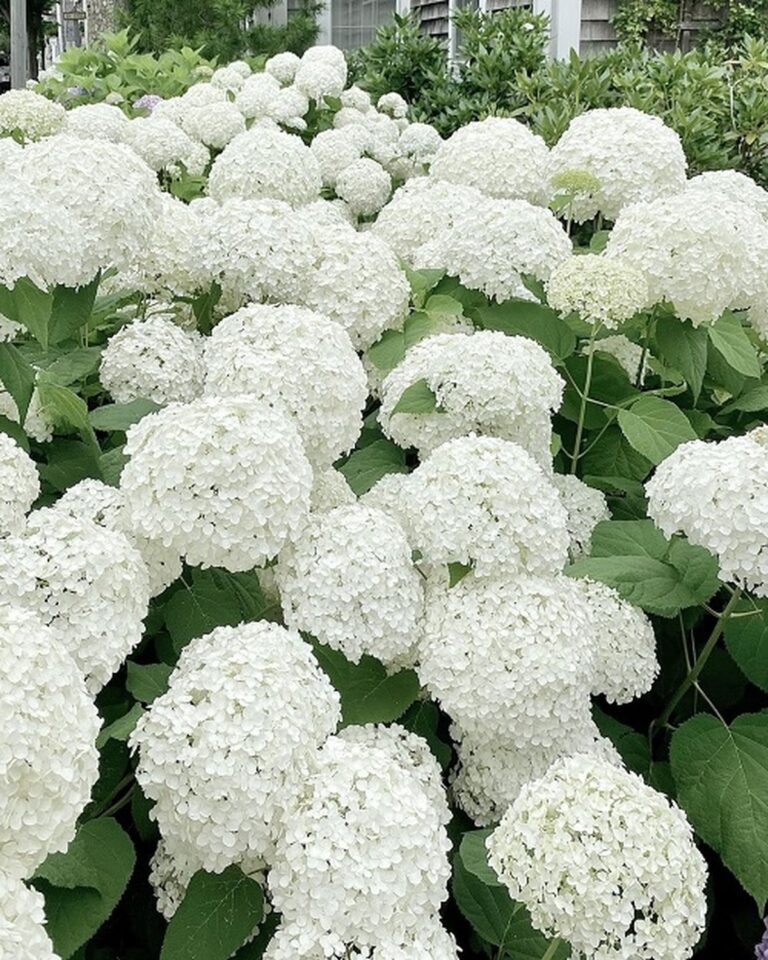 25 Beautiful Annabelle Flowers Ideas for Your Garden Paradise