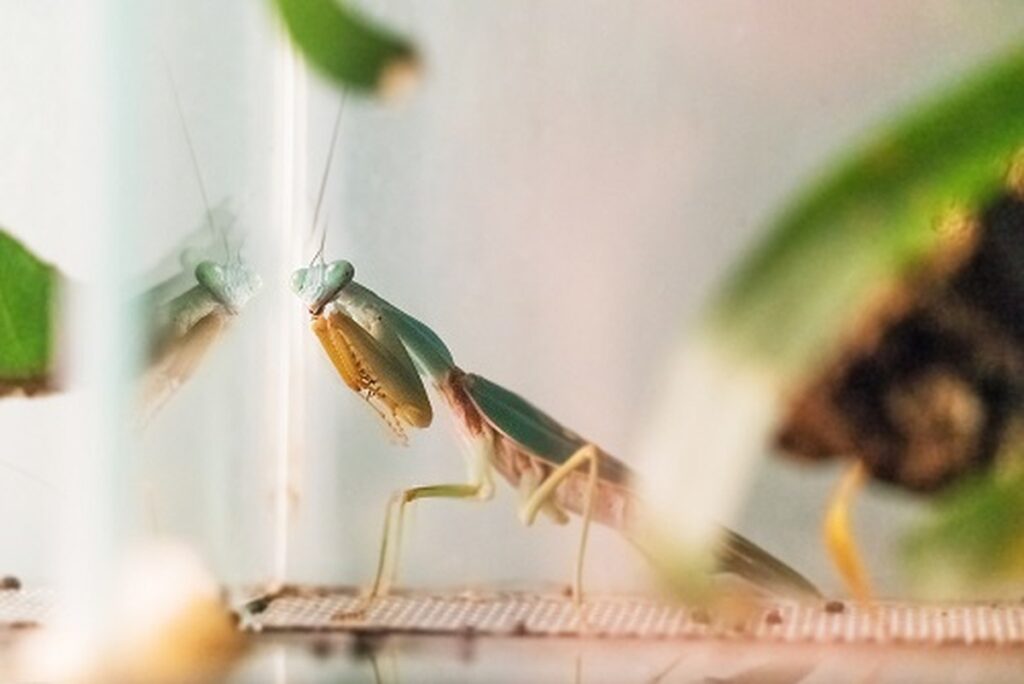 Fascinating Praying Mantis Facts & Their Surprising Diet