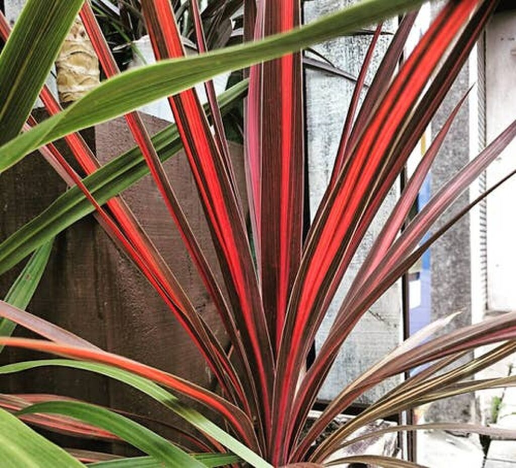 18 Stunning Burgundy Houseplants to Brighten Your Space