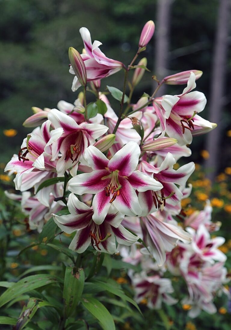 20 Stunning Pink Lily Varieties That Brighten Any Garden