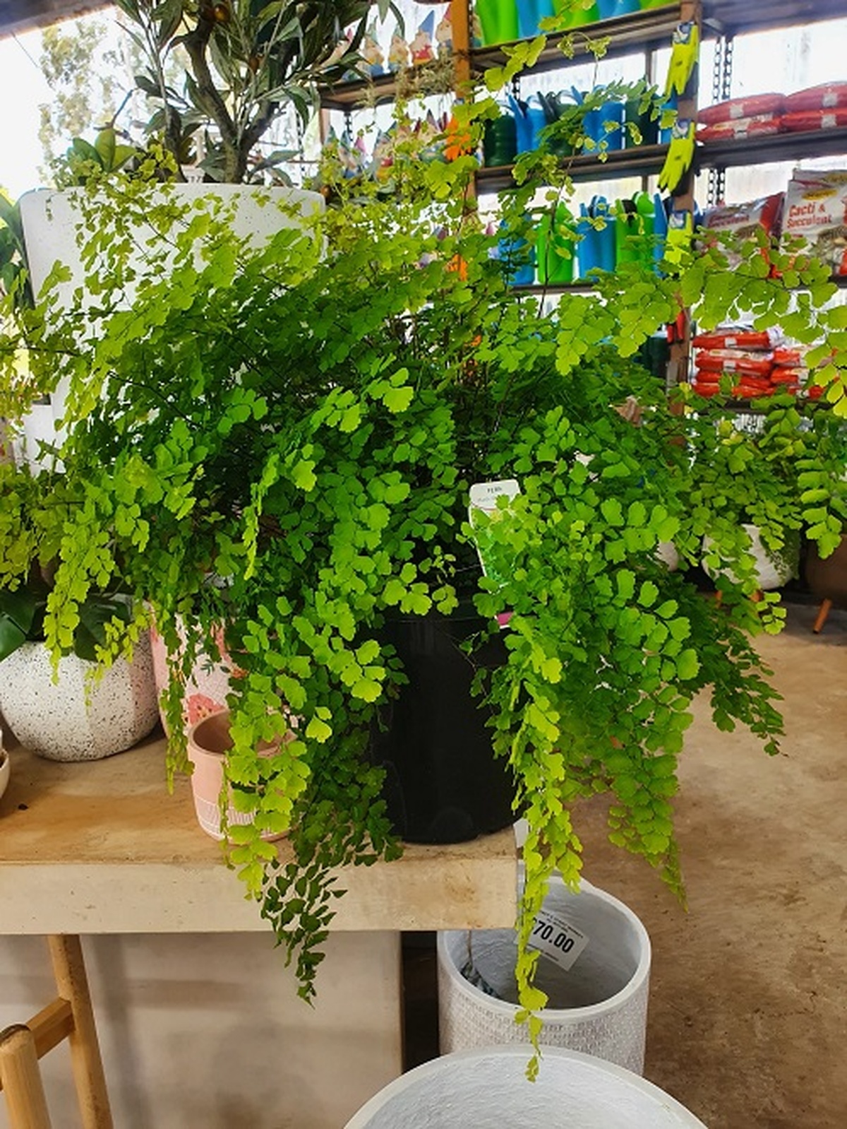 6 Stunning Plants That Look Like Asparagus Fern