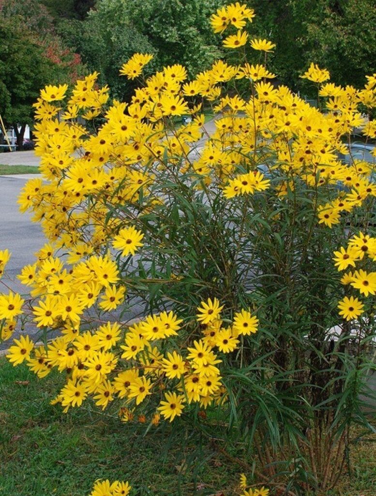 47 Beautiful Native Florida Flowers That Brighten Any Garden