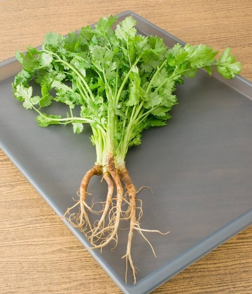 23 Delicious Types of Cilantro and Coriander to Try Today