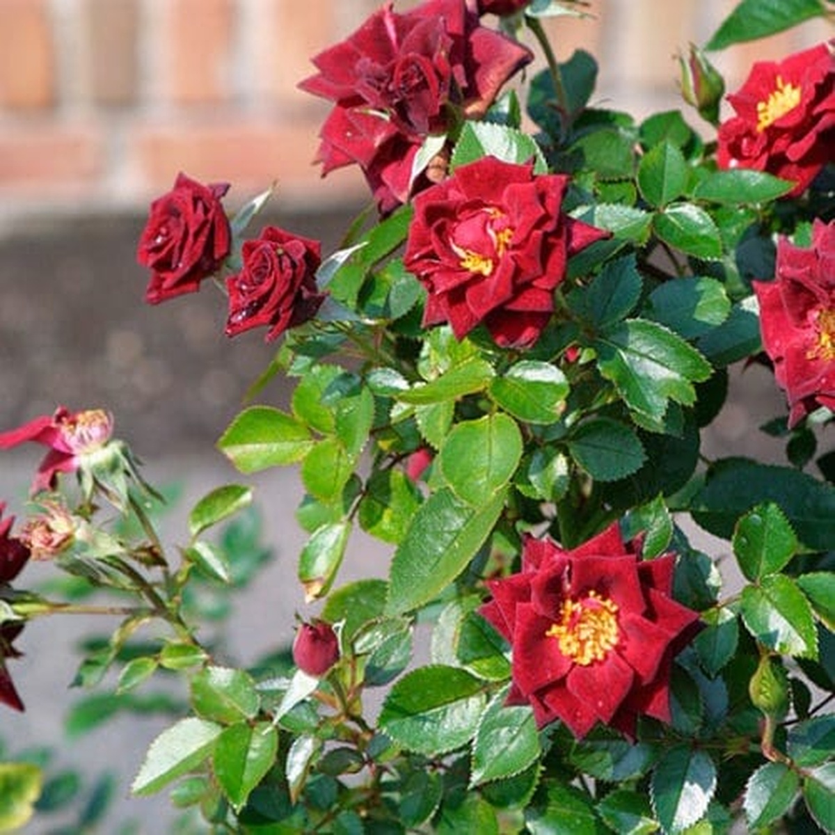 10 Mesmerizing Black Rose Varieties and Their Symbolic Meanings