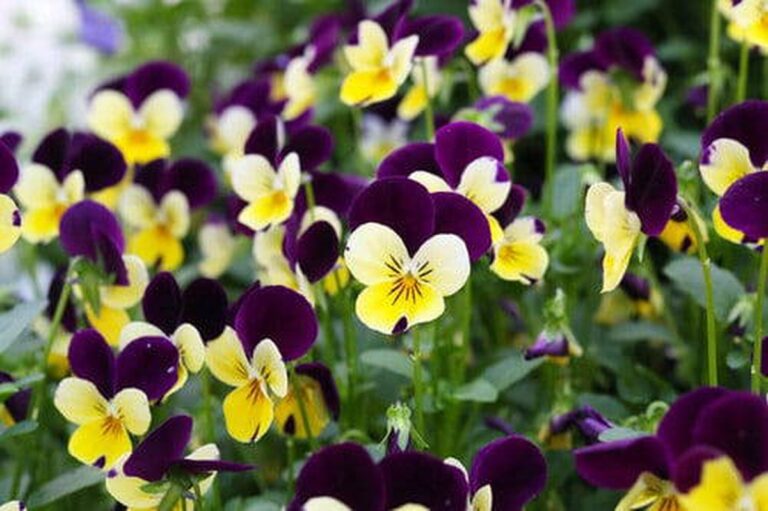 37 Eye-Catching Flowers That Attract Butterflies
