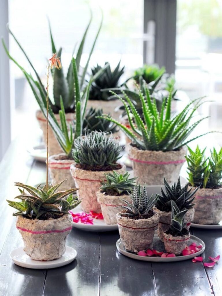 27 Stunning Aloe Vera Plant Display Ideas Indoors for Your Home