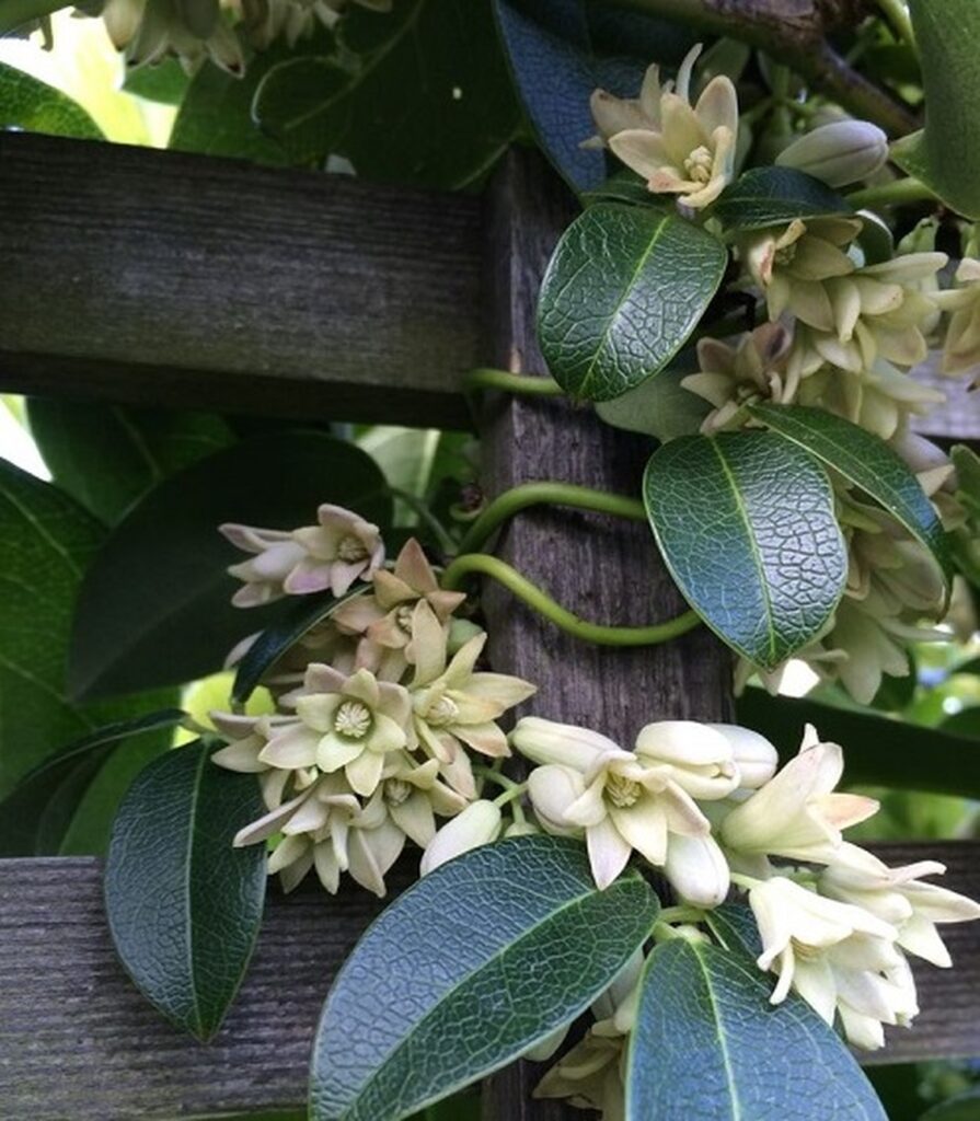 15 Amazing Low Light Outdoor Vines That Thrive in Shade