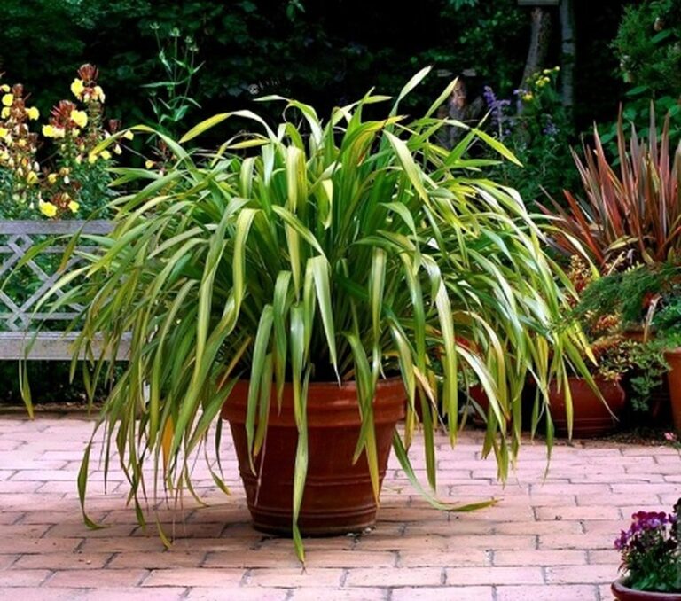 18 Stunning New Zealand Flax Varieties That Brighten Any Garden