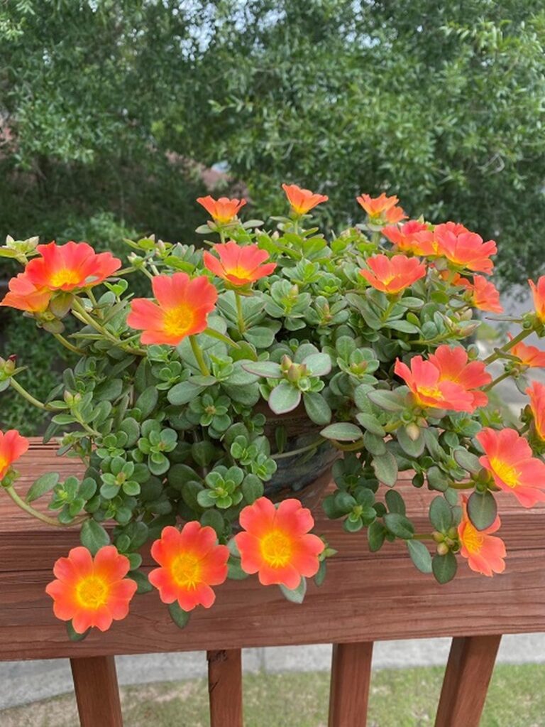 29 Stunning Portulaca Varieties That Brighten Every Garden