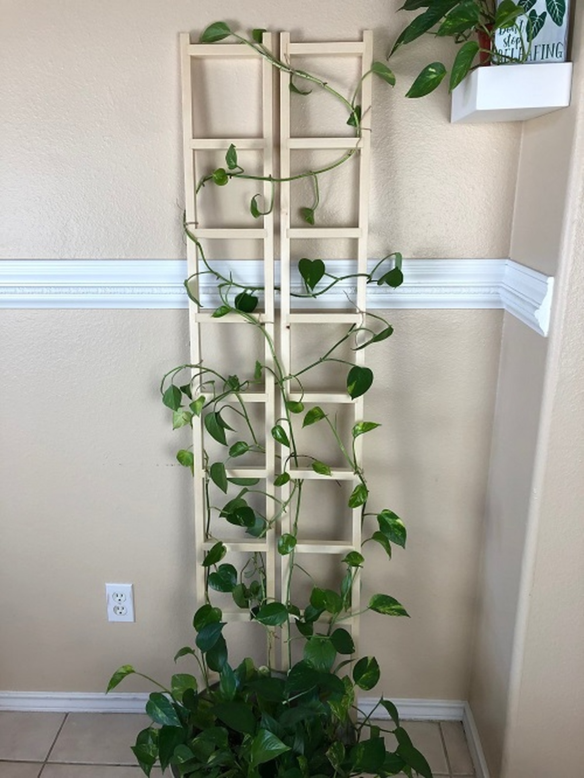 14 Delightful Pothos Ladder Ideas That Transform Any Space