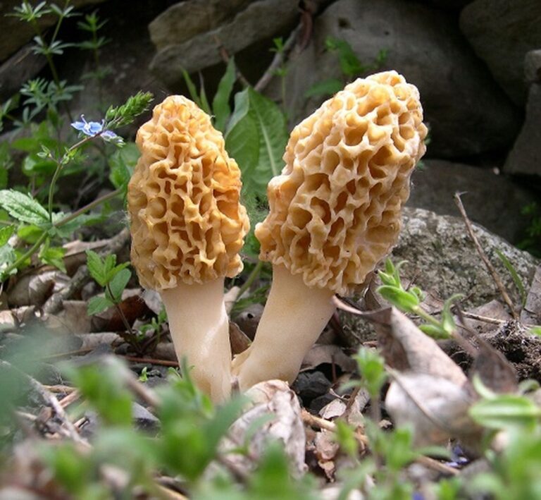 10 Fascinating Mushrooms That Look Like a Brain To Explore