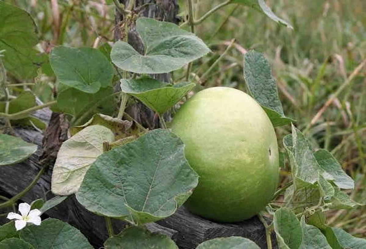 10 Delicious Types of Gourds that are Edible - Try Them Today!