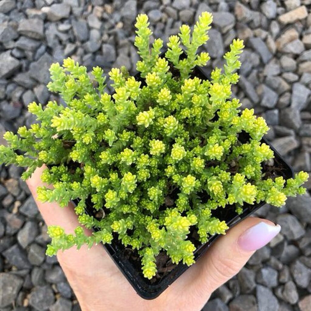 49 Types of Sedum Varieties to Brighten Your Garden