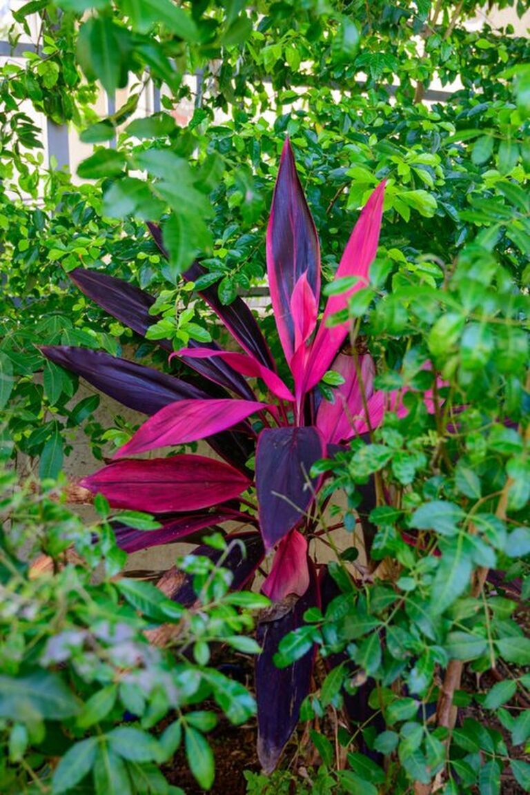 57 Beautiful Outdoor Purple Plants That Brighten Any Garden