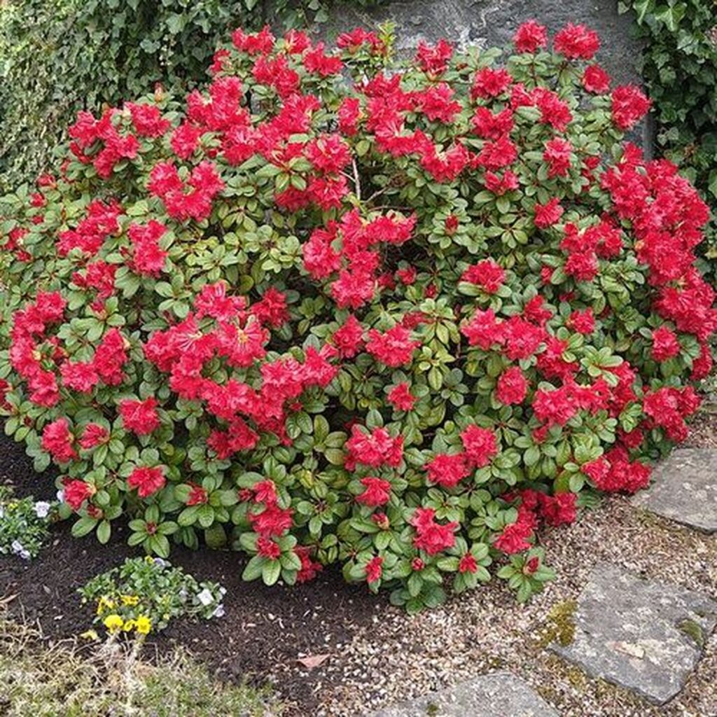 46 Gorgeous Shrubs for Shade That Thrive in Dim Corners