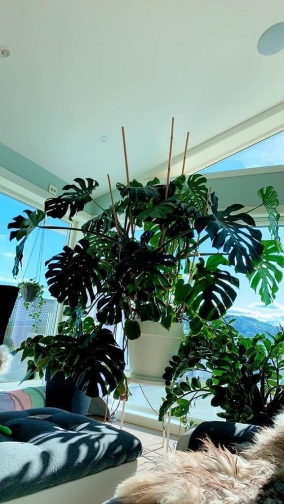 21 Beautiful Monstera Trellis Ideas for Plant Lovers