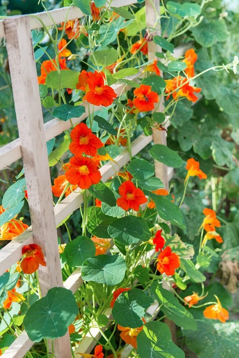 24 Delicious Edible Vines for Container and Garden Growing