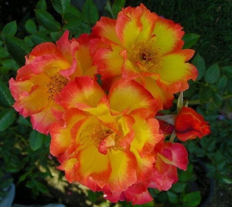 21 Beautiful Thornless Roses That Bring Joy Without Pain