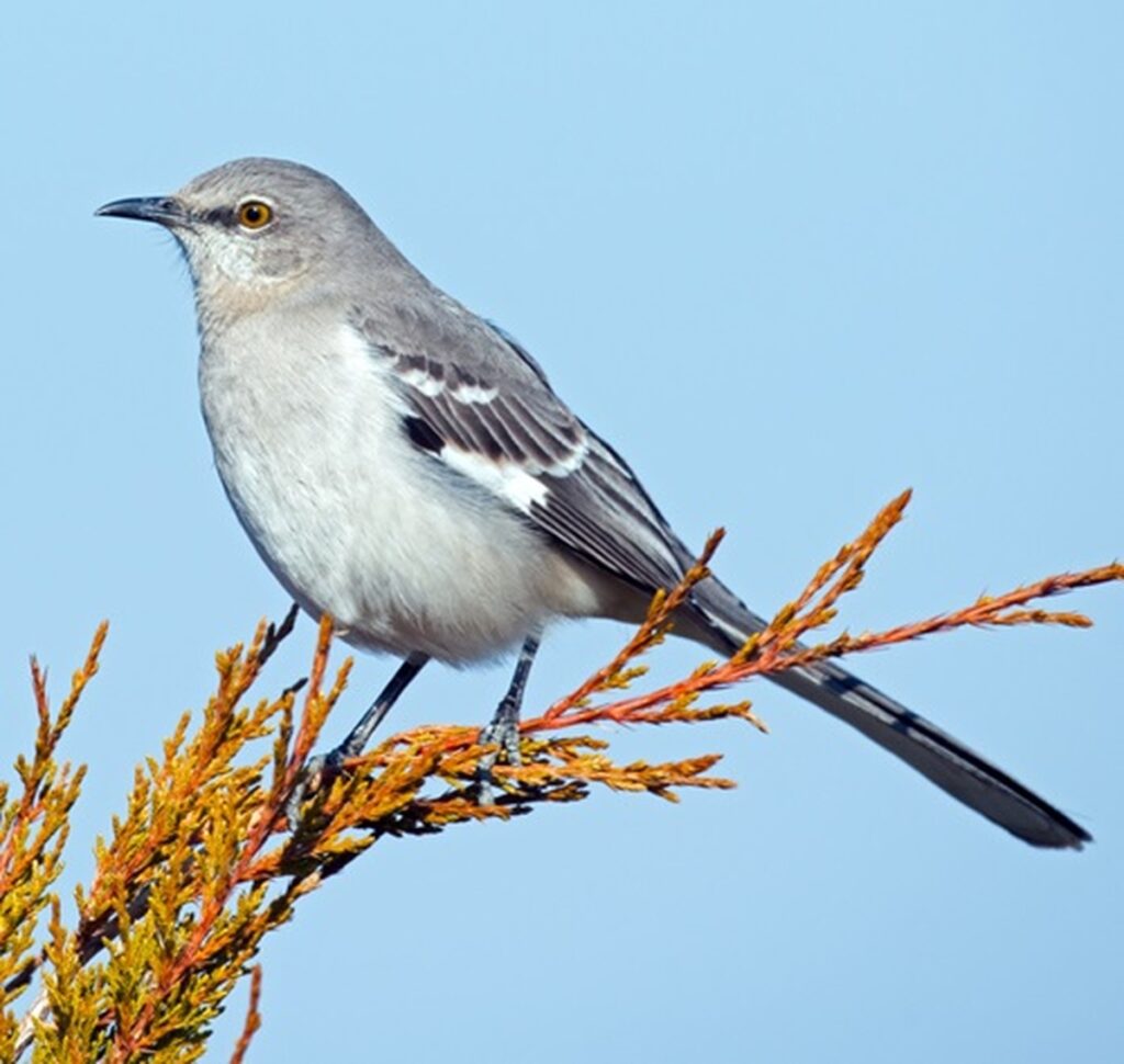 30 Striking Birds with White Stripes on Wings - Nature's Wonders!
