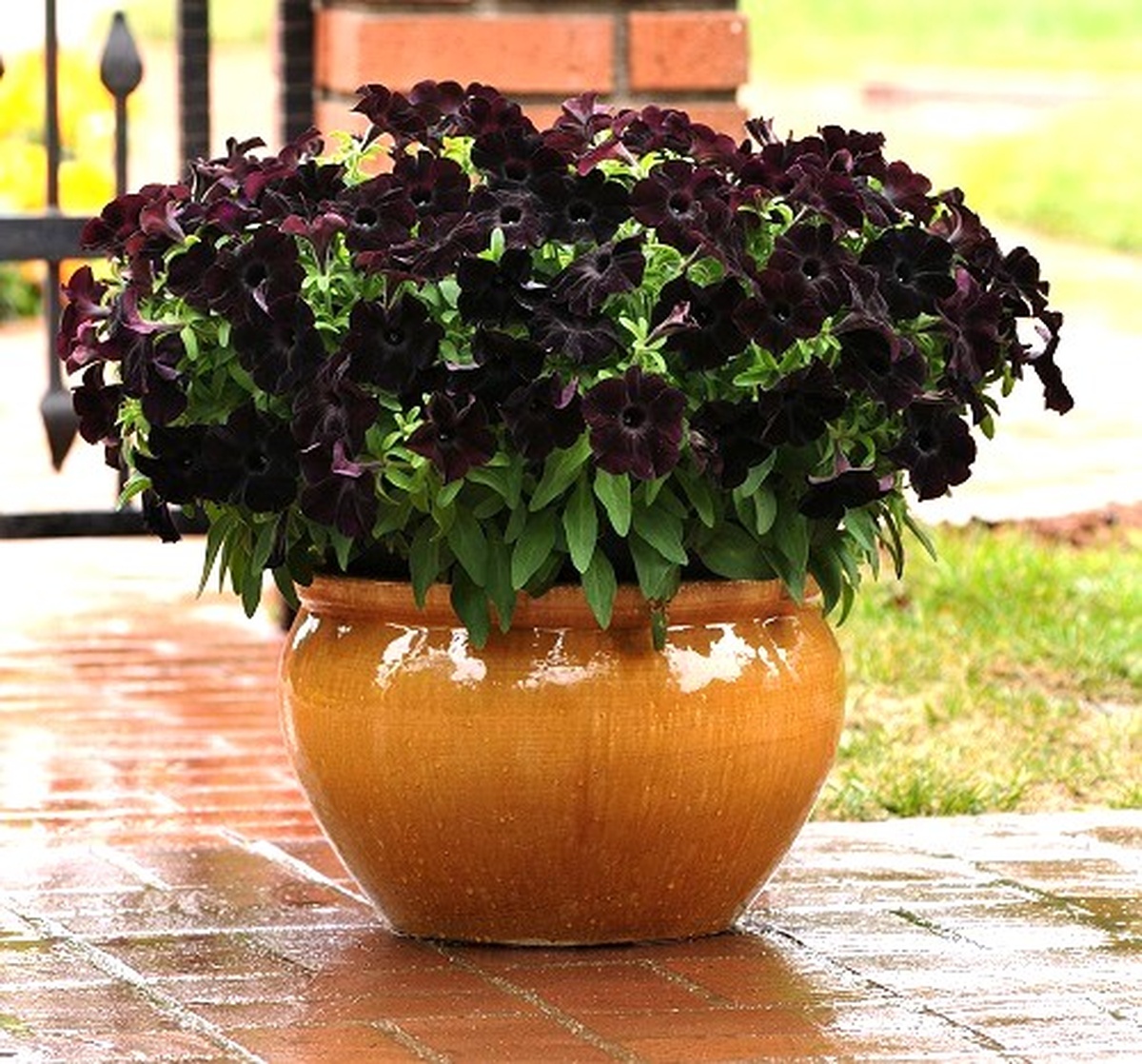 10 Stunning Black Petunia Varieties for a Dramatic Garden